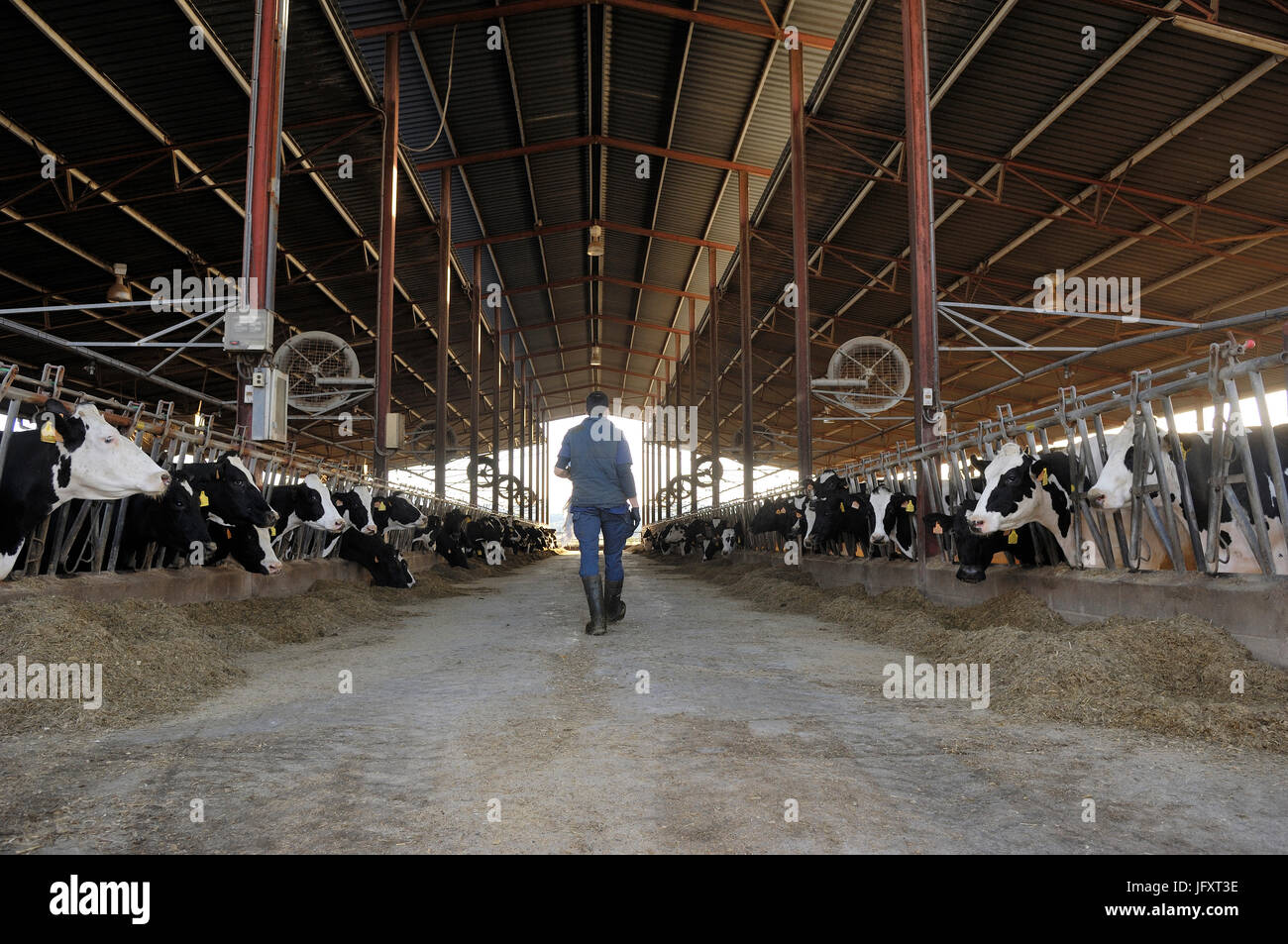 Friesian cow farmer hi-res stock photography and images - Alamy