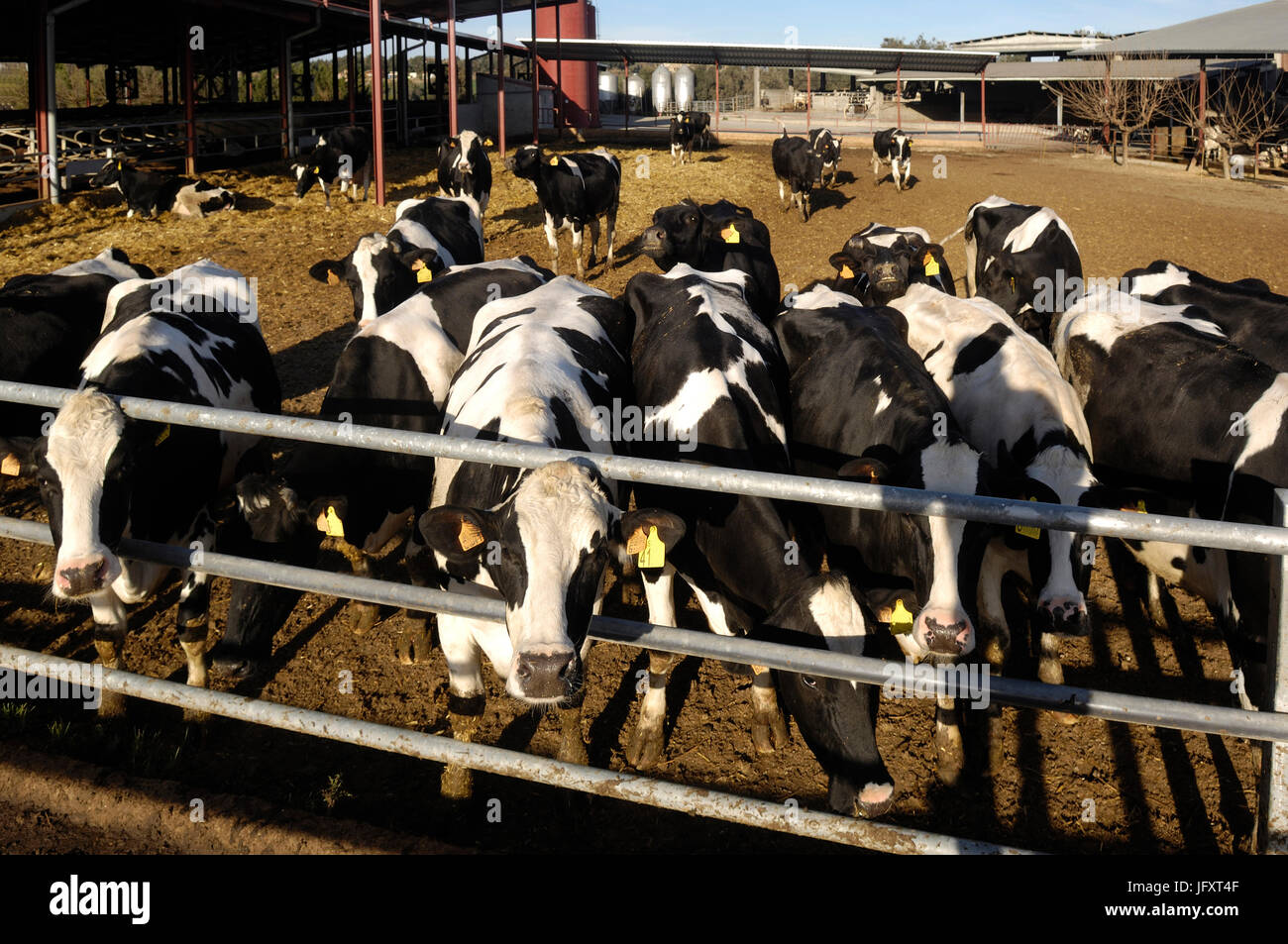 cows on a farm Stock Photo - Alamy