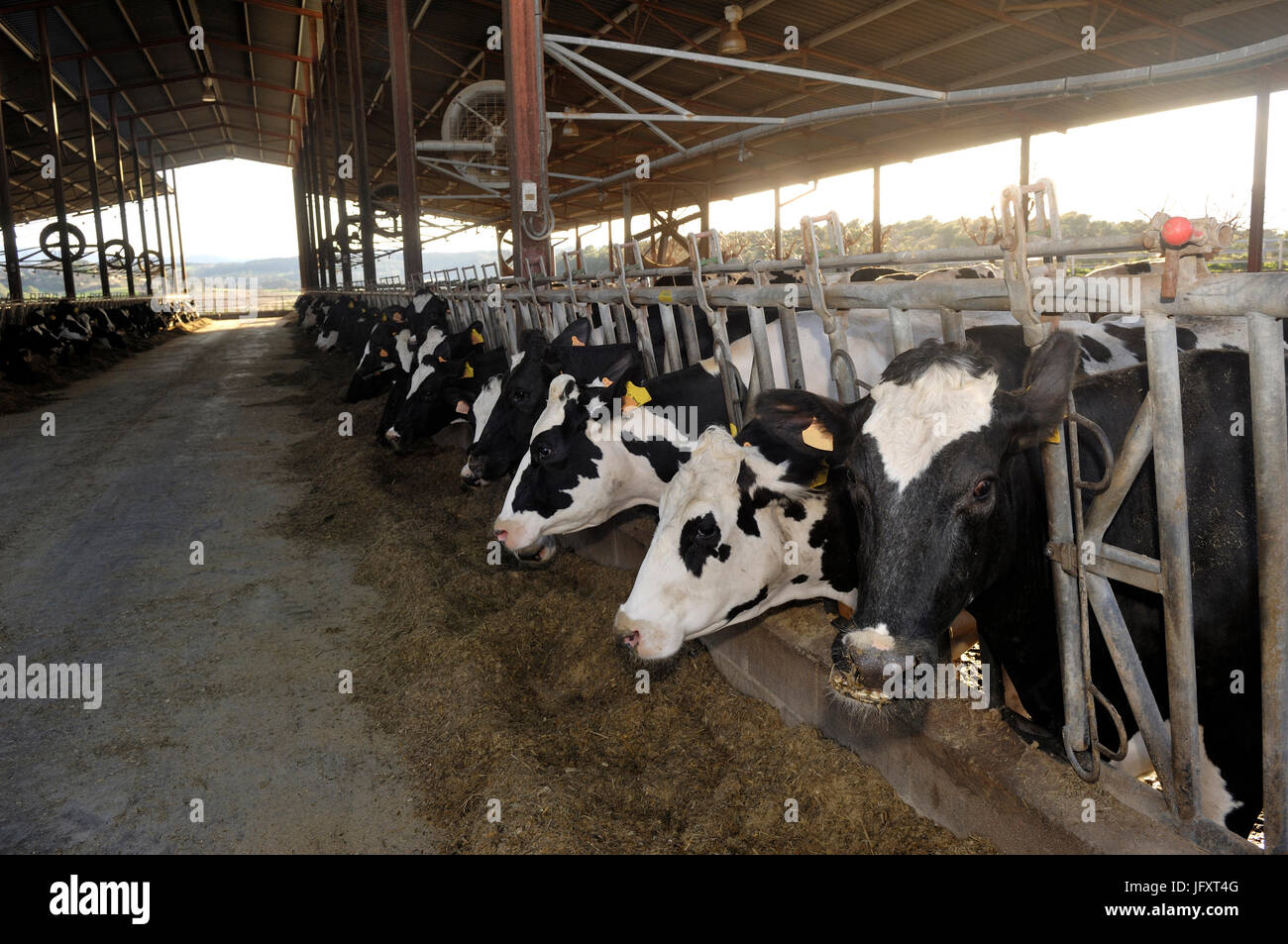 cows on a farm Stock Photo - Alamy
