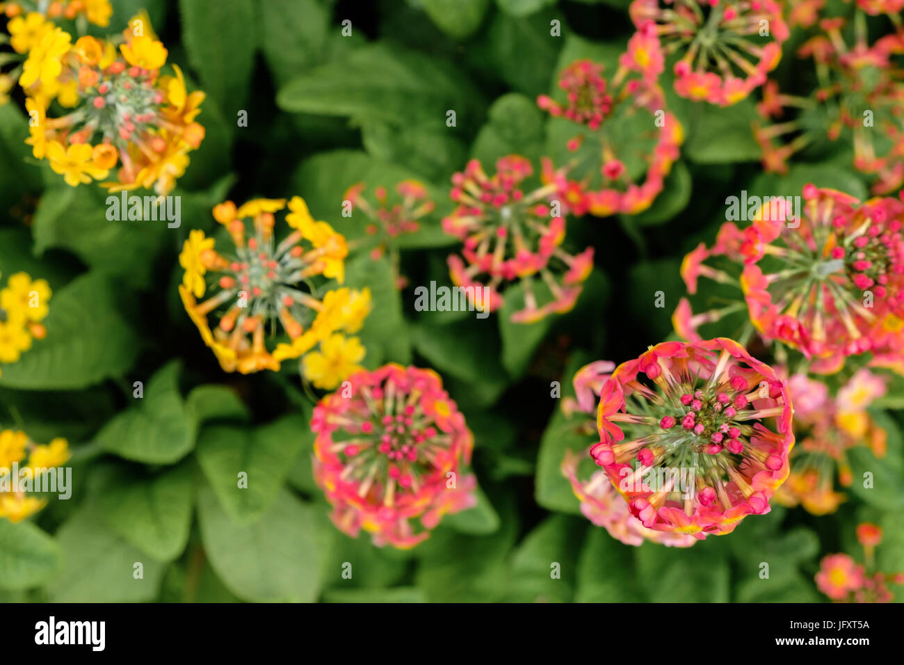 Illiciaceae hi-res stock photography and images - Alamy