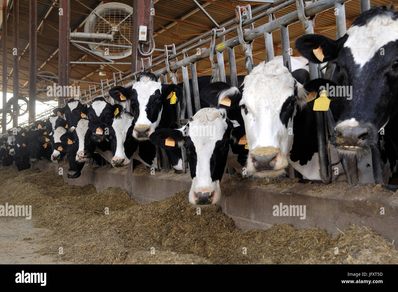 cows on the farm Stock Photo - Alamy