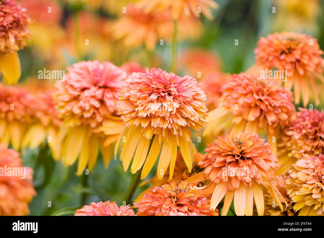 Marmalade colour hi-res stock photography and images - Alamy
