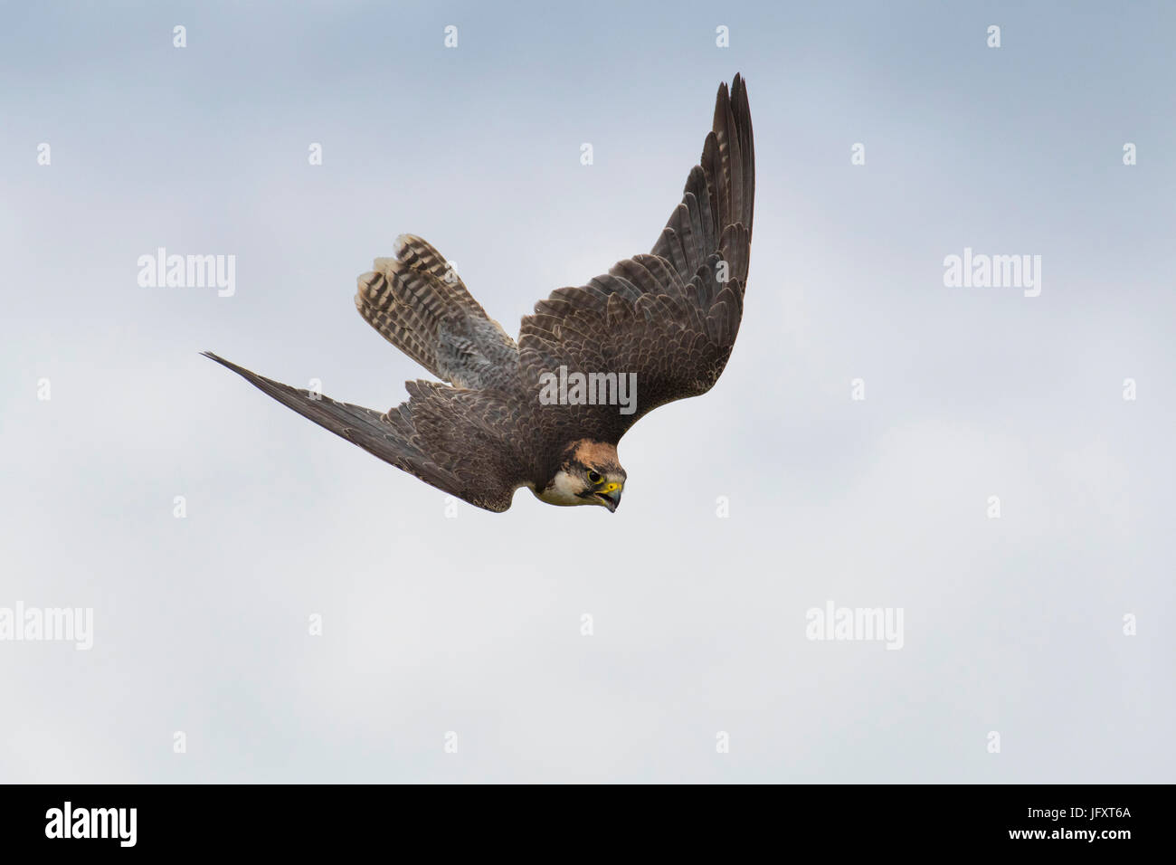 Diving Falcon Silhouette