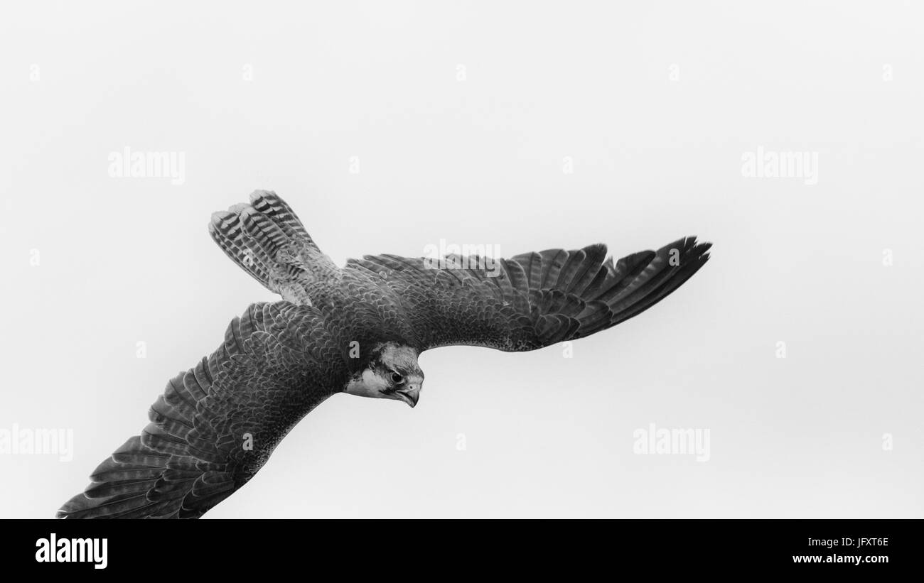 Diving falcon hi-res stock photography and images - Alamy