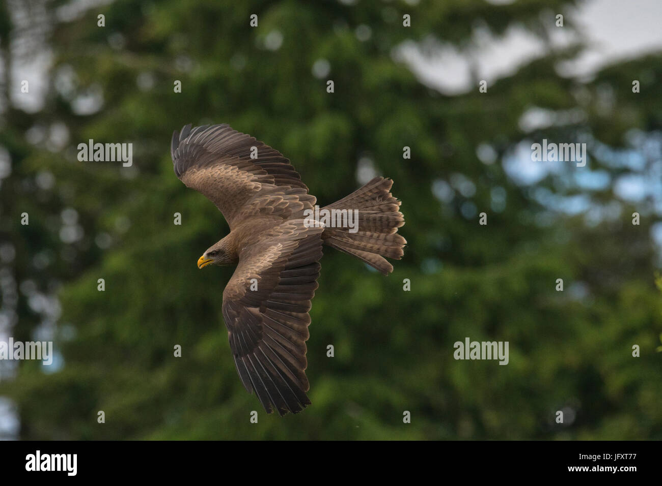 Captive kite hi-res stock photography and images - Alamy