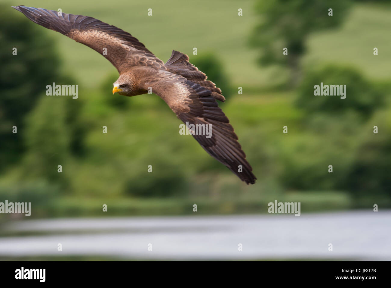 Captive kite hi-res stock photography and images - Alamy