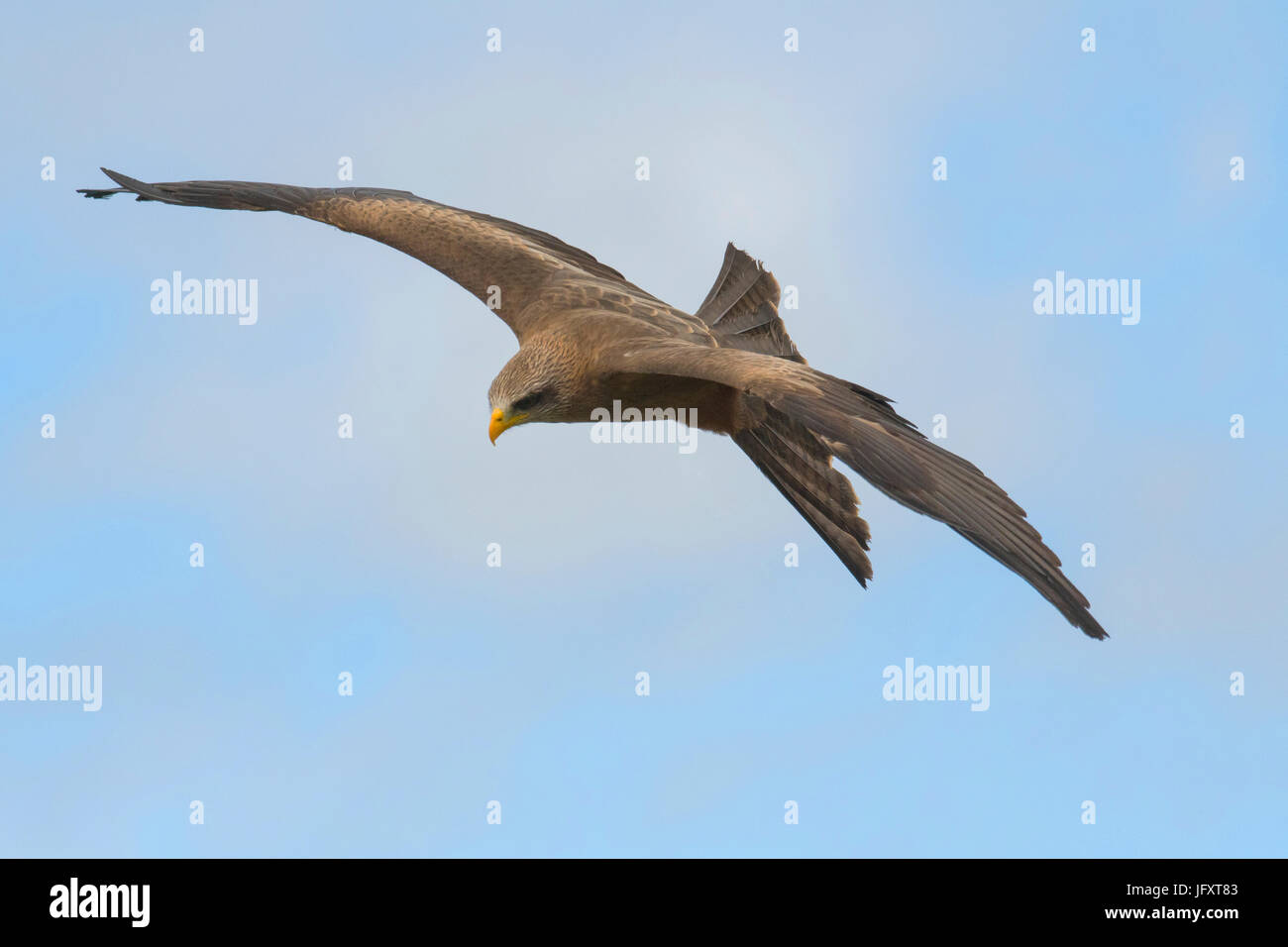 Captive kite hi-res stock photography and images - Alamy