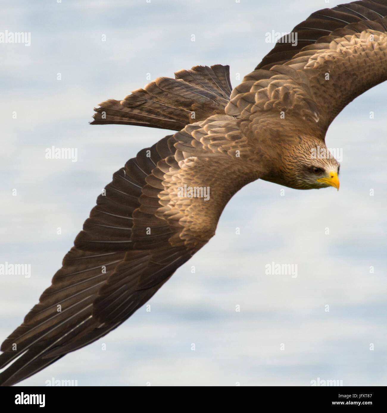 Captive yellow billed kite hi-res stock photography and images - Alamy