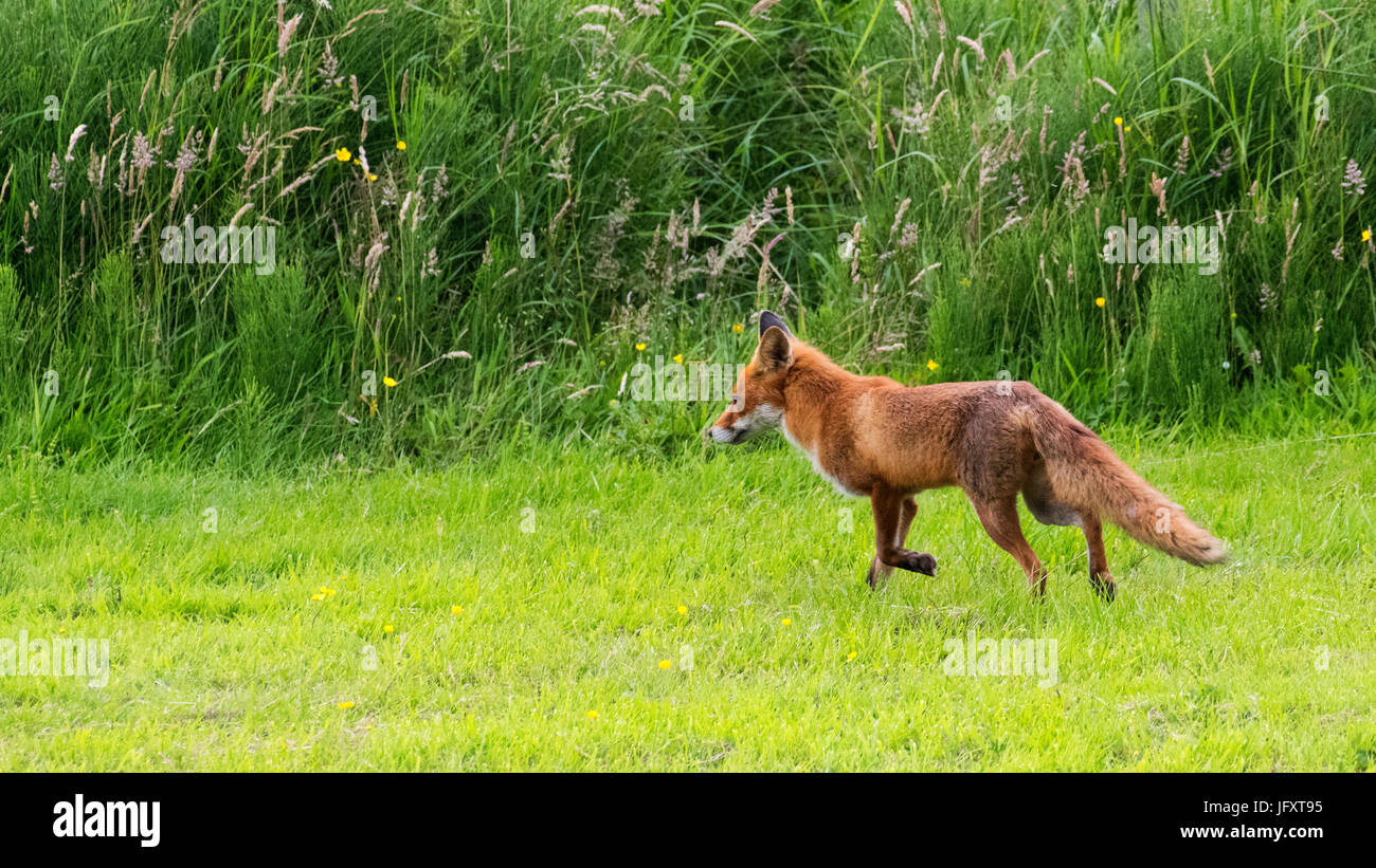 Trotting fox hi-res stock photography and images - Alamy