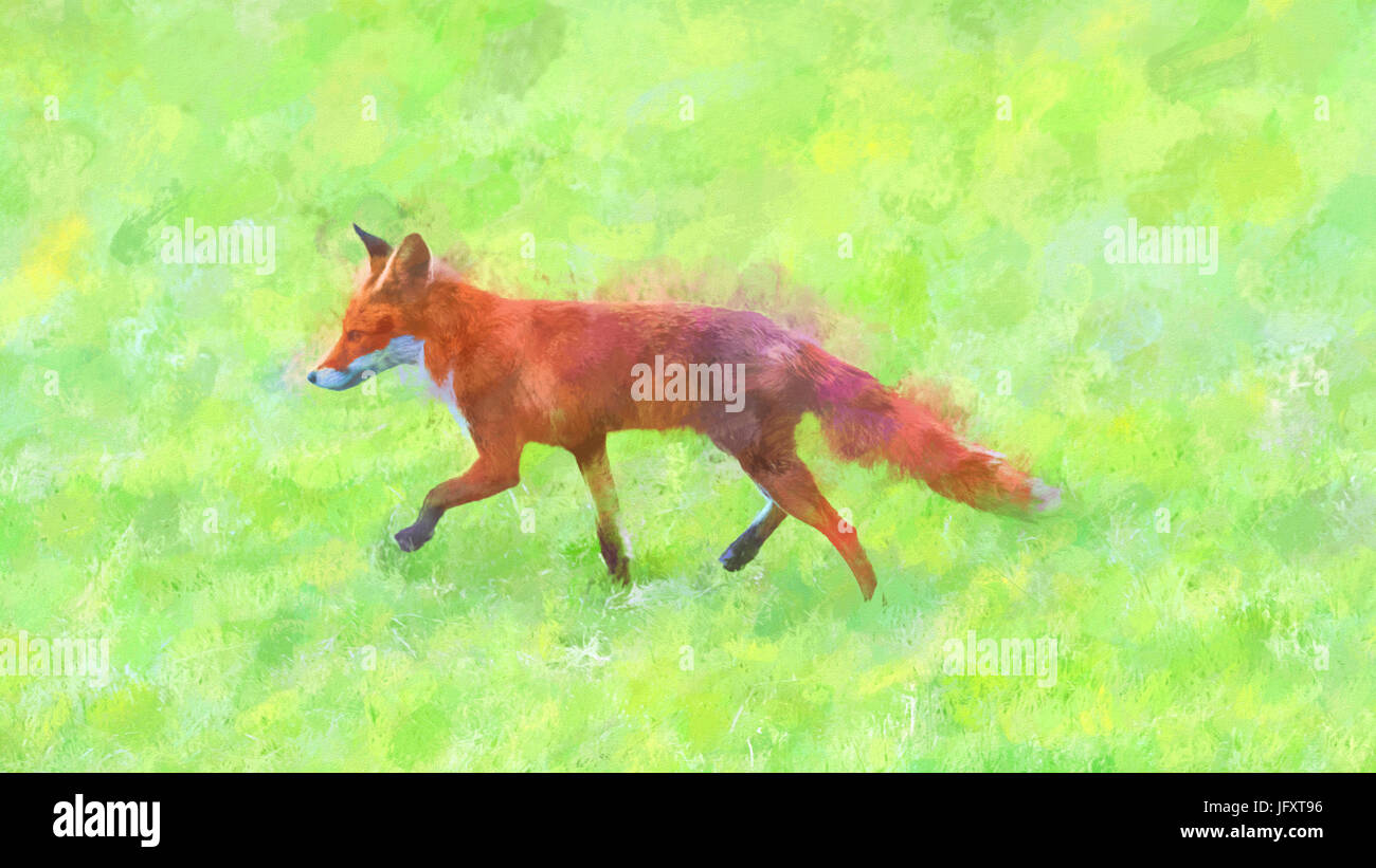 Red fox trotting hi-res stock photography and images - Alamy