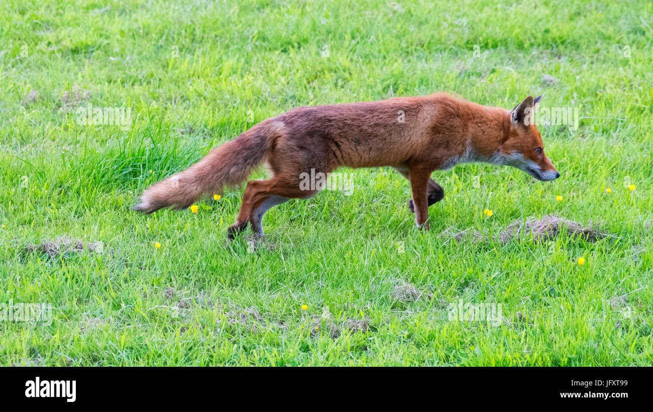 Trotting fox hi-res stock photography and images - Alamy
