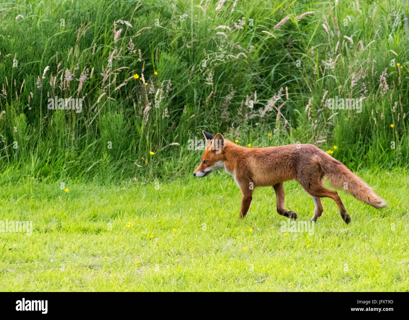 Red Fox Trotting High Resolution Stock Photography and Images - Alamy