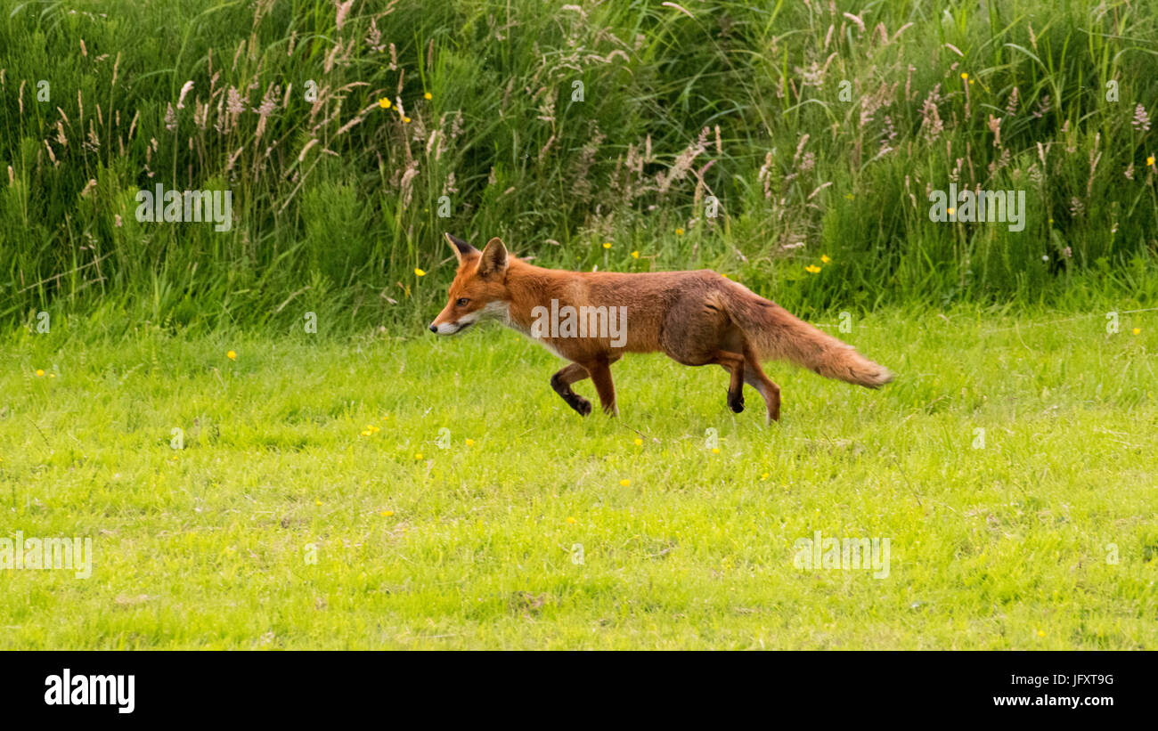 Trotting fox hi-res stock photography and images - Alamy