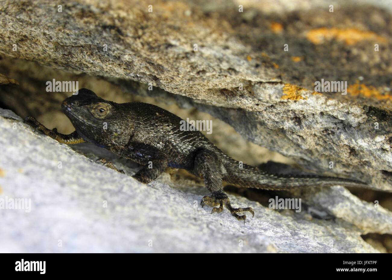 A western fence lizard hides under a rock at the Caliente Field Office ...