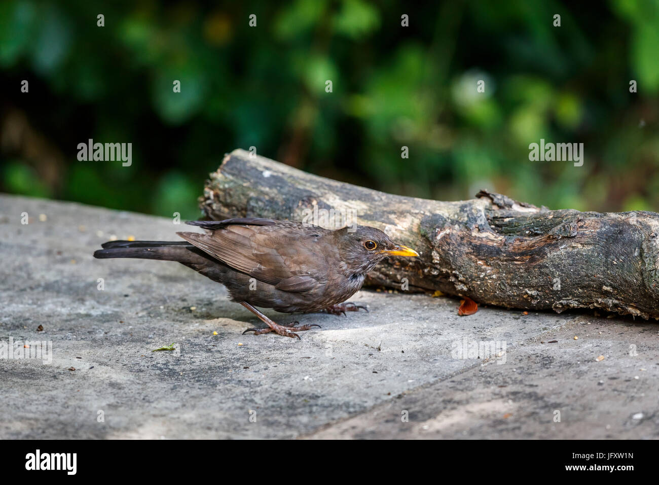 Mature female bird hi-res stock photography and images - Alamy