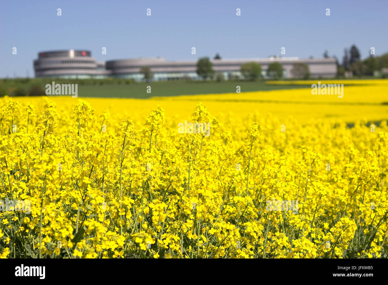Modern factory building outdoor with canola field Stock Photo - Alamy