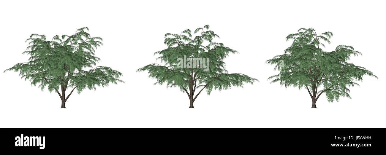 3d rendering of three trees isolated on white Stock Photo - Alamy