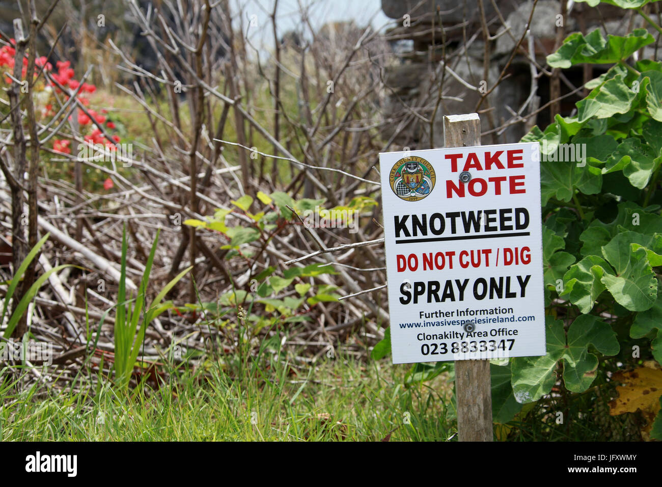 Treated knotweed plants and warning sign in the Republic of Ireland ...