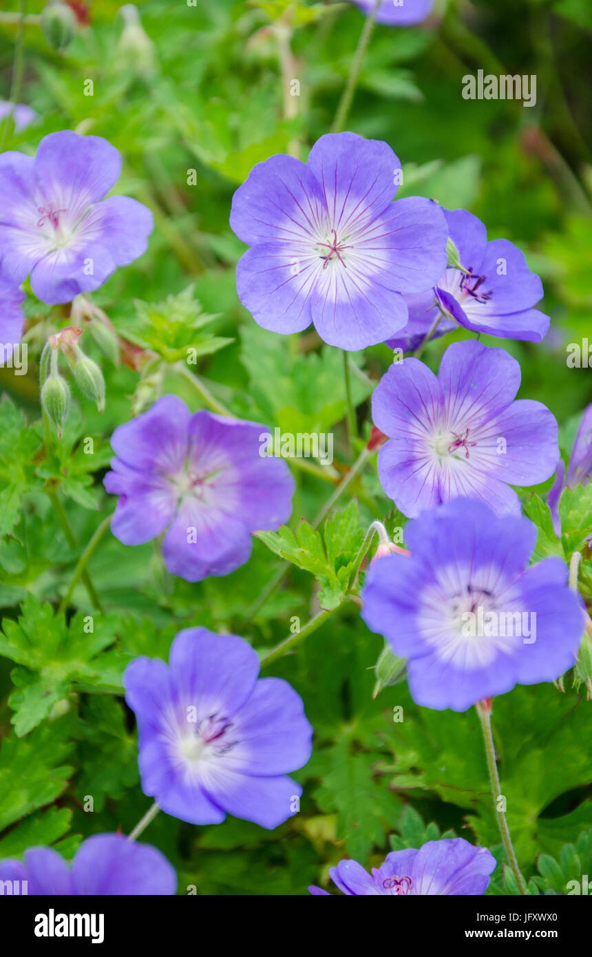Centenary Geranium 'Rozanne' Stock Photo - Alamy