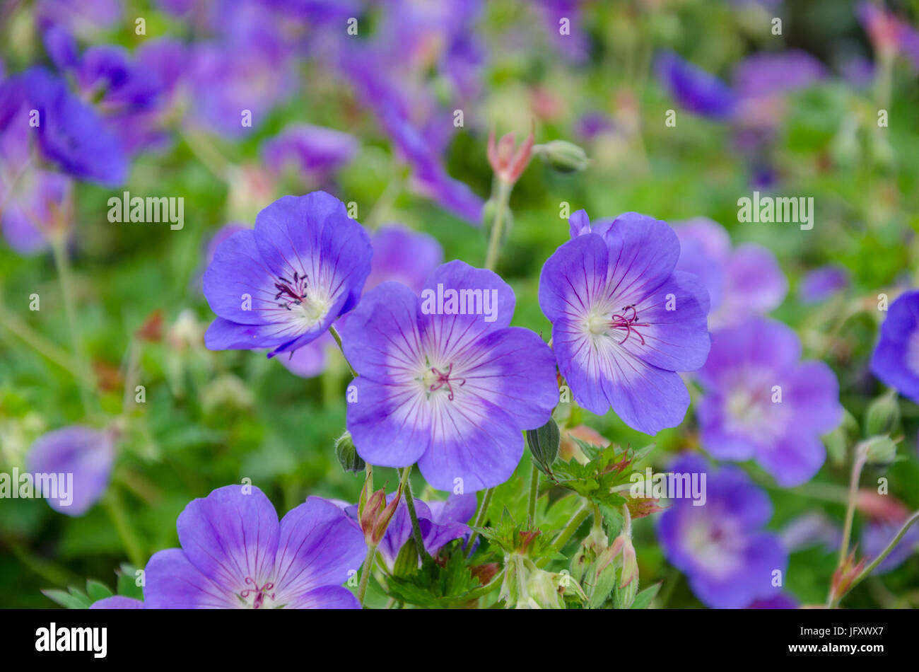 Centenary Geranium 'Rozanne' Stock Photo - Alamy