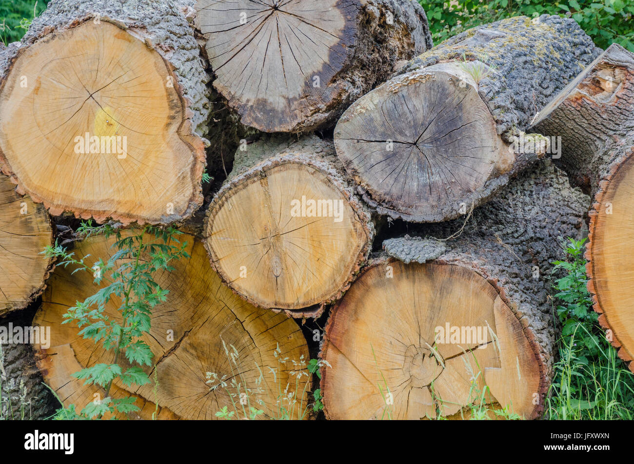 A pile of logs Stock Photo - Alamy