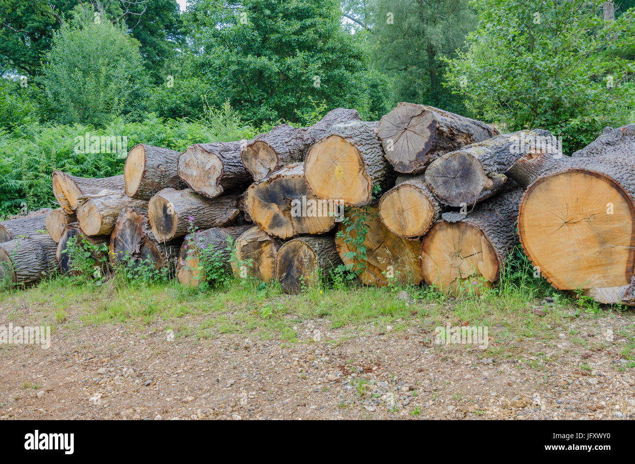 A pile of logs Stock Photo - Alamy