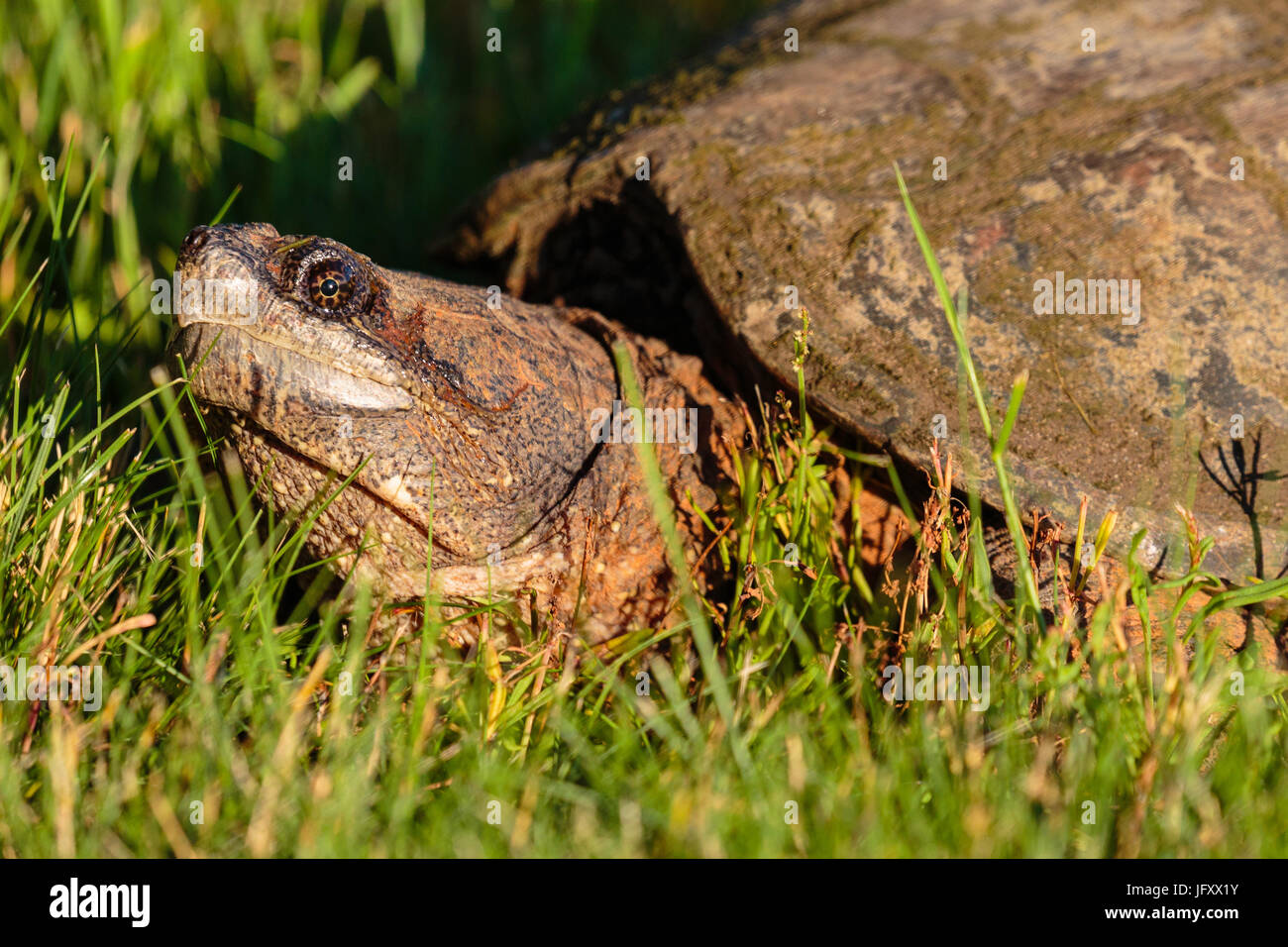 Snapping turtle head close up hi-res stock photography and images - Alamy