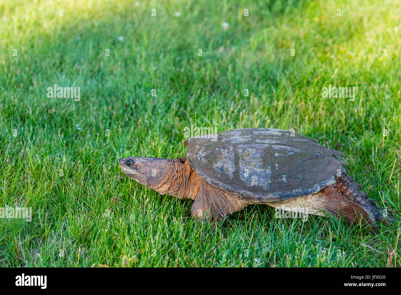 Wisconsin Common Snapping Turtle (Chelydra serpentina) walking in a ...