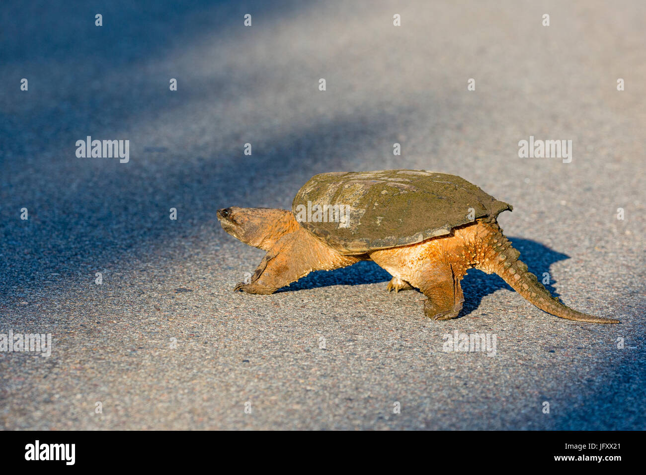 Snapping Turtle (Chelydra serpentina) crossing a blacktop road in ...
