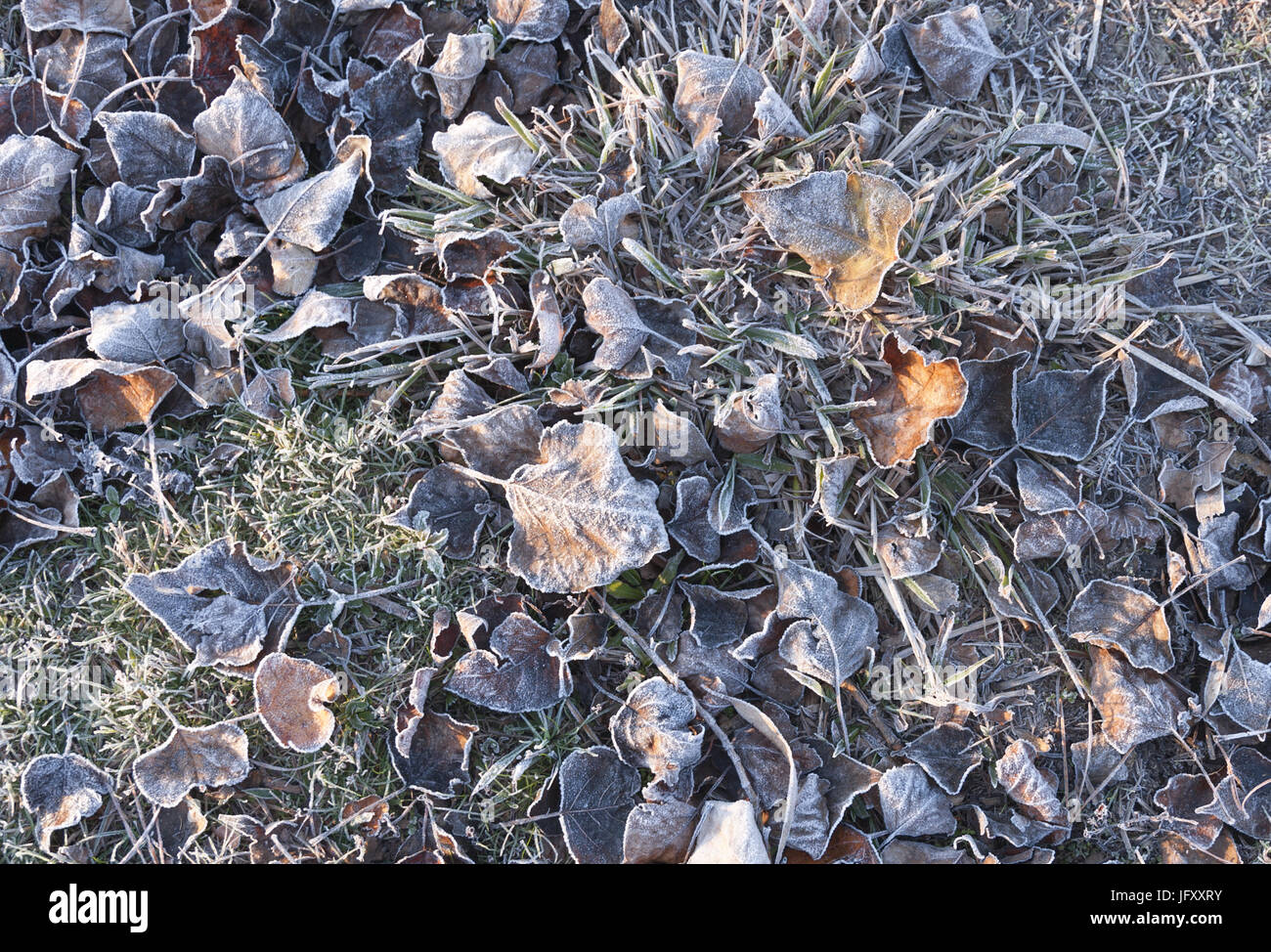 Icy autumn leaves on the grass in winter in the Swiss Village in ...