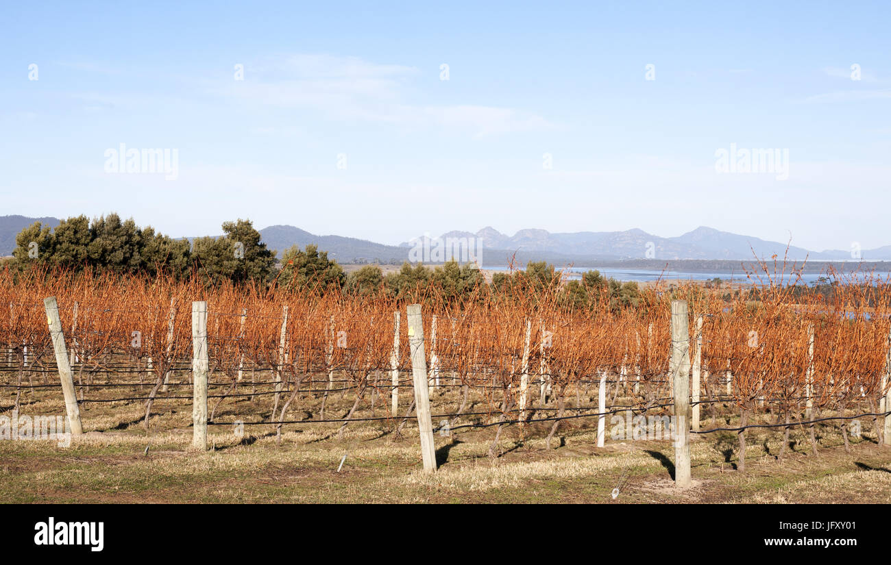 Devils Corner Vineyard in Tasmania, grapevines and hay bales in the ...