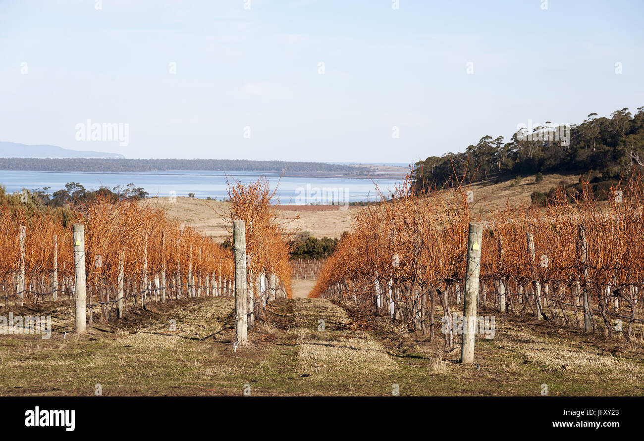 Devils Corner Vineyard in Tasmania, grapevines and hay bales in the ...