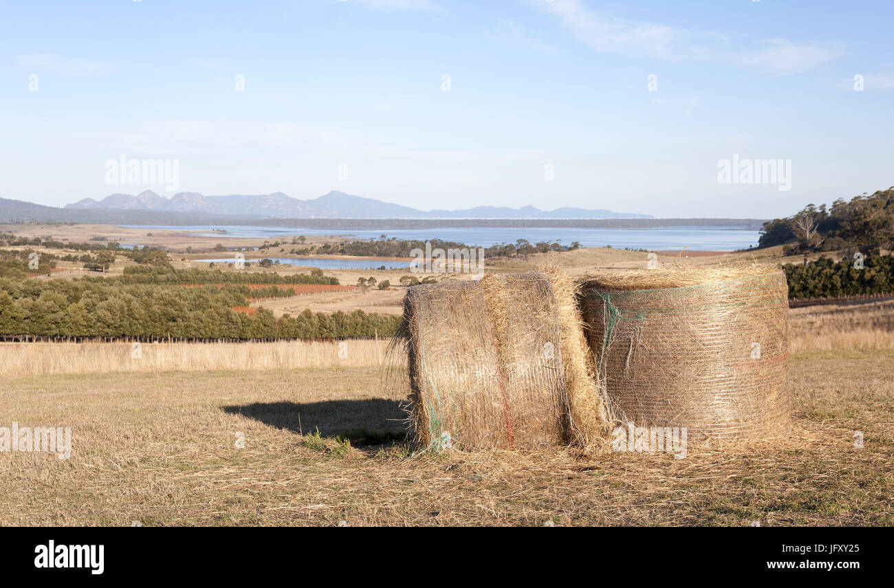 Devils Corner Vineyard in Tasmania, grapevines and hay bales in the ...
