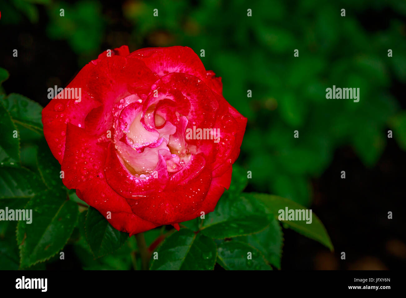 Beautiful rose blooms after rainfall, in Washington Park International ...