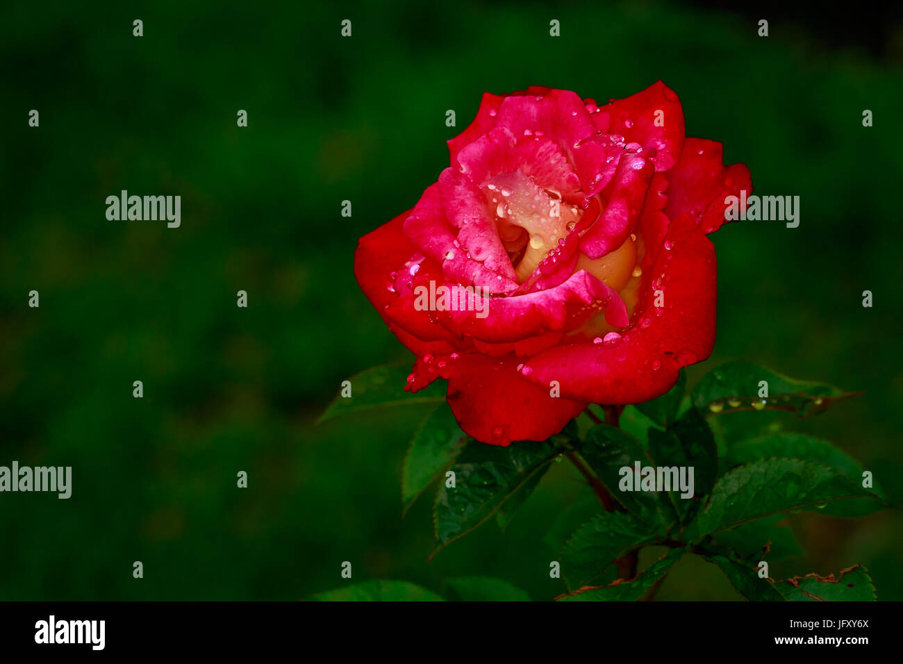 Beautiful rose blooms after rainfall, in Washington Park International ...