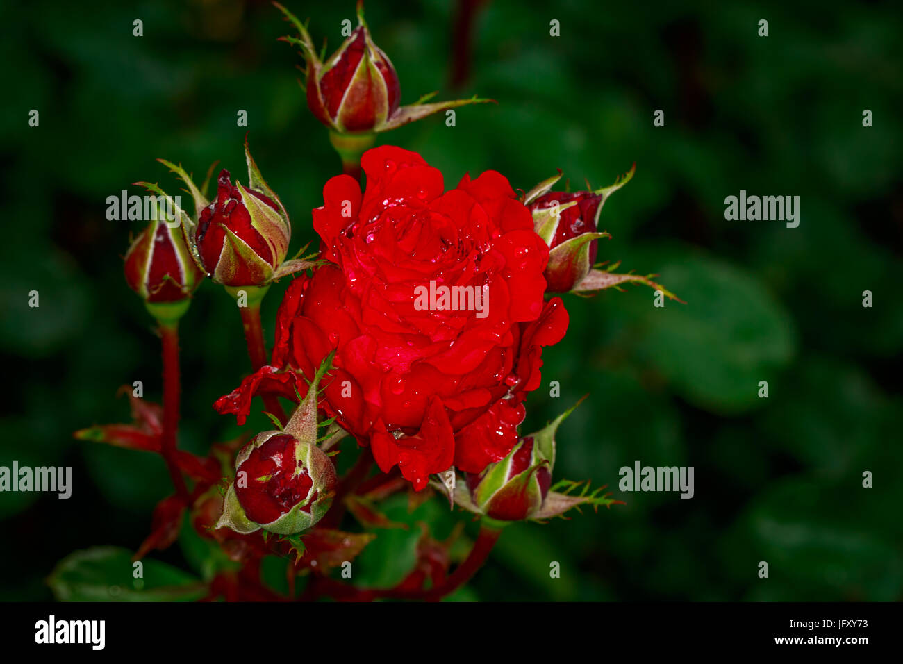 Beautiful rose blooms after rainfall, in Washington Park International ...