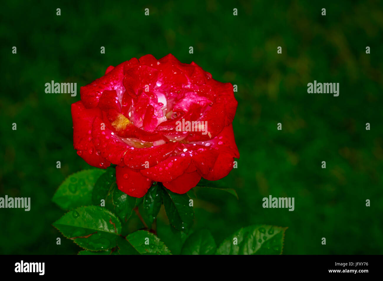 Beautiful rose blooms after rainfall, in Washington Park International ...