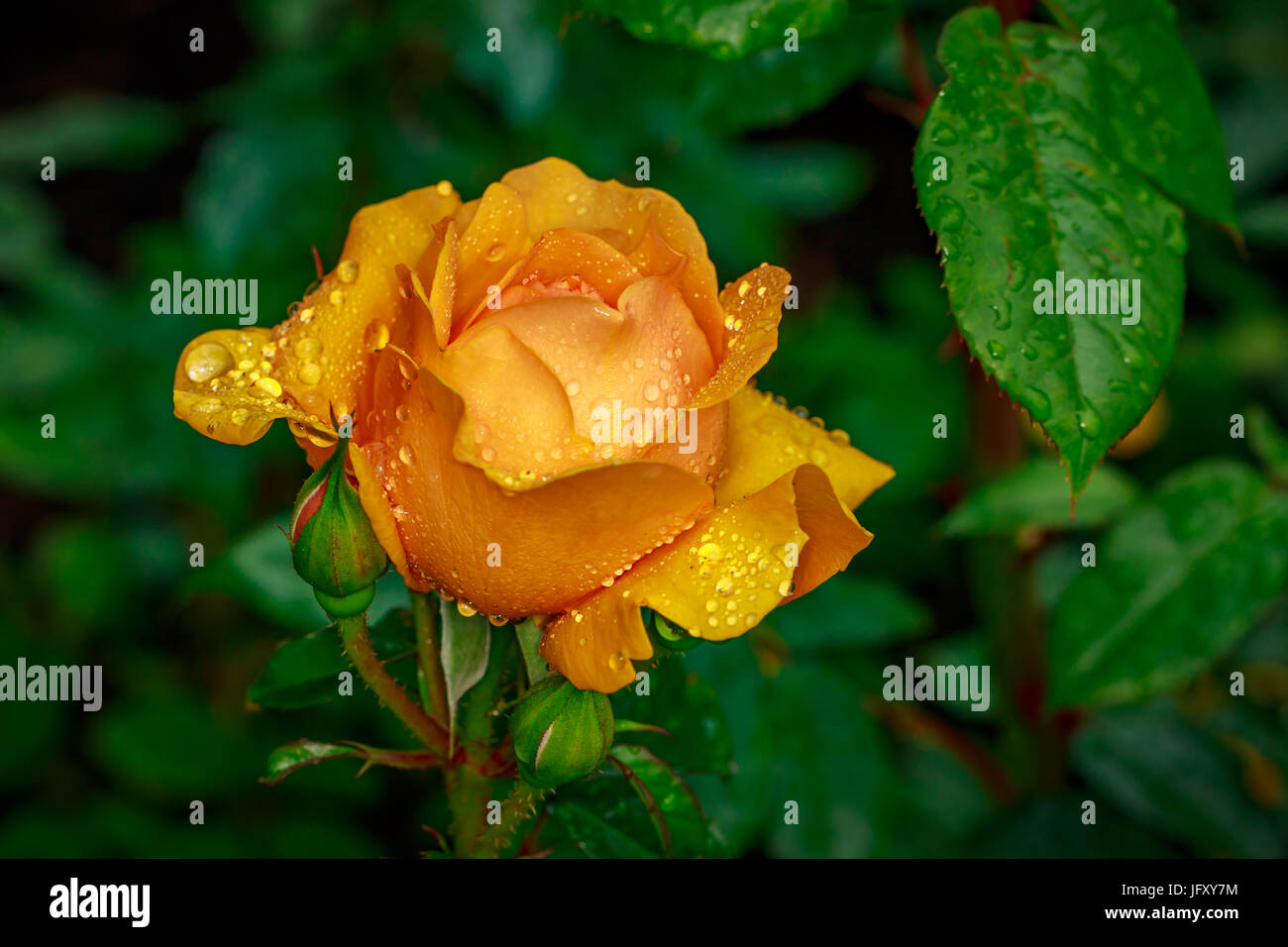 Beautiful rose blooms after rainfall, in Washington Park International ...