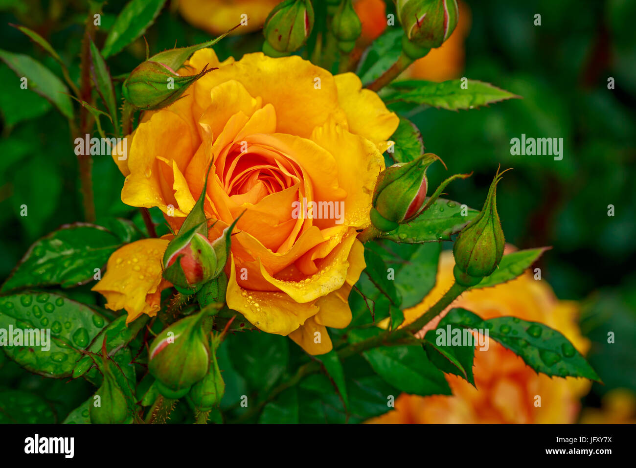 Beautiful rose blooms after rainfall, in Washington Park International ...