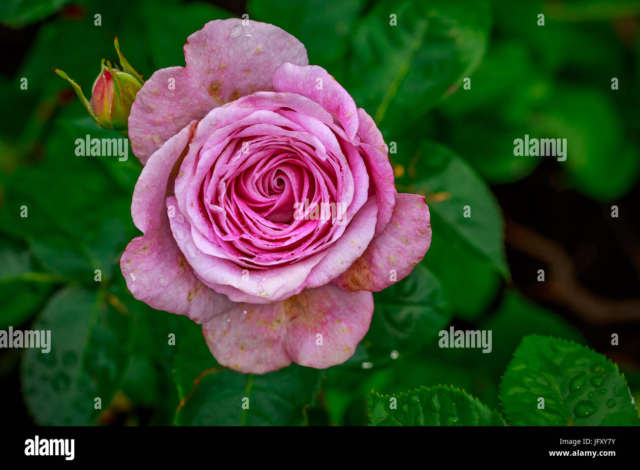 Beautiful rose blooms after rainfall, in Washington Park International ...