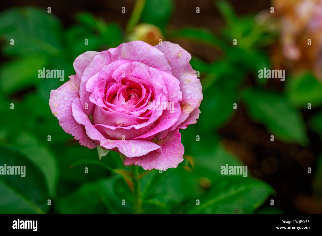 Beautiful rose blooms after rainfall, in Washington Park International ...
