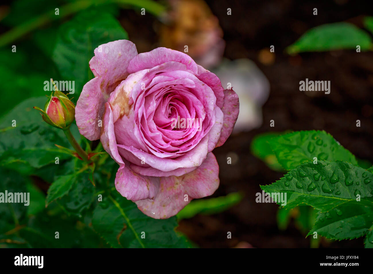 Beautiful rose blooms after rainfall, in Washington Park International ...
