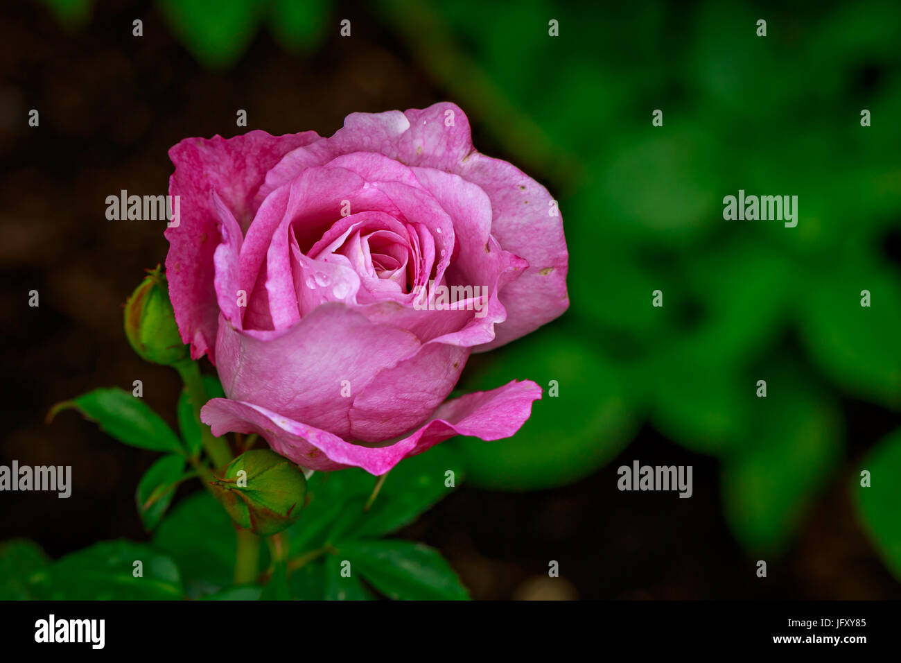 Beautiful rose blooms after rainfall, in Washington Park International ...