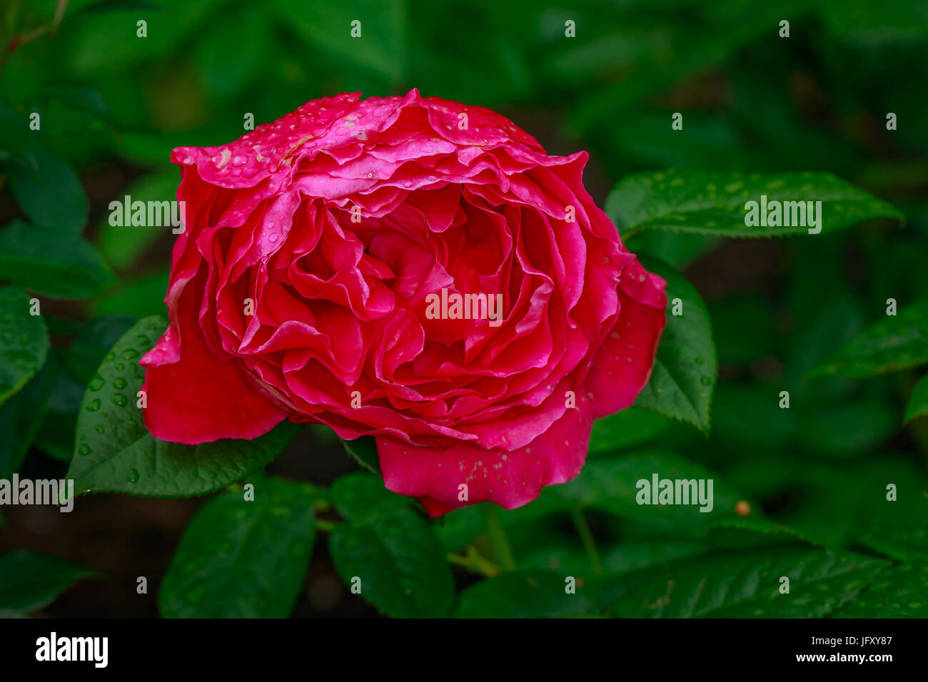 Beautiful rose blooms after rainfall, in Washington Park International ...