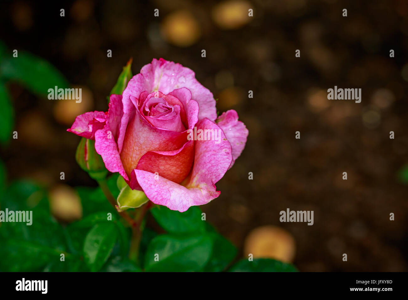 Beautiful rose blooms after rainfall, in Washington Park International ...