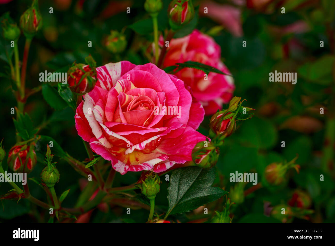 Beautiful rose blooms after rainfall, in Washington Park International ...