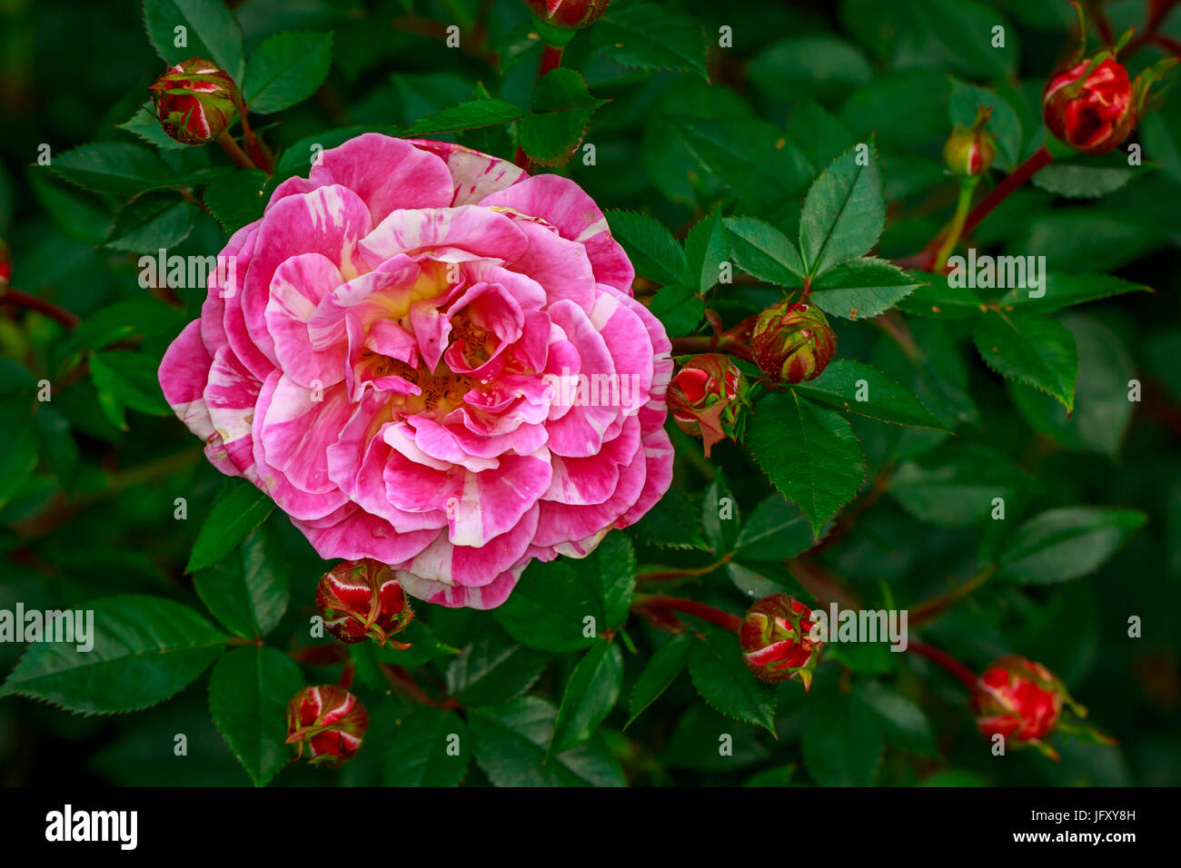 Beautiful rose blooms after rainfall, in Washington Park International ...