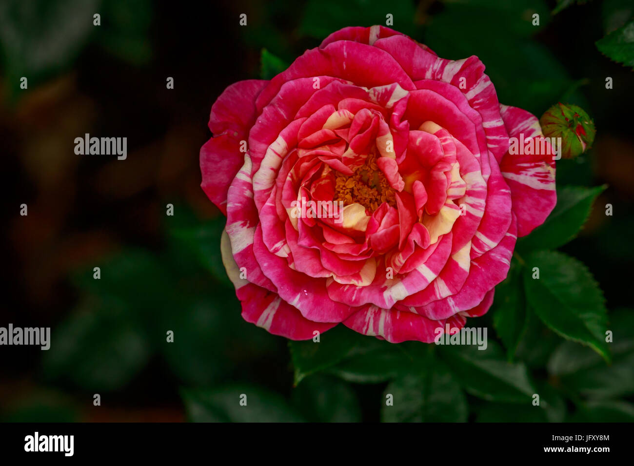 Beautiful rose blooms after rainfall, in Washington Park International ...