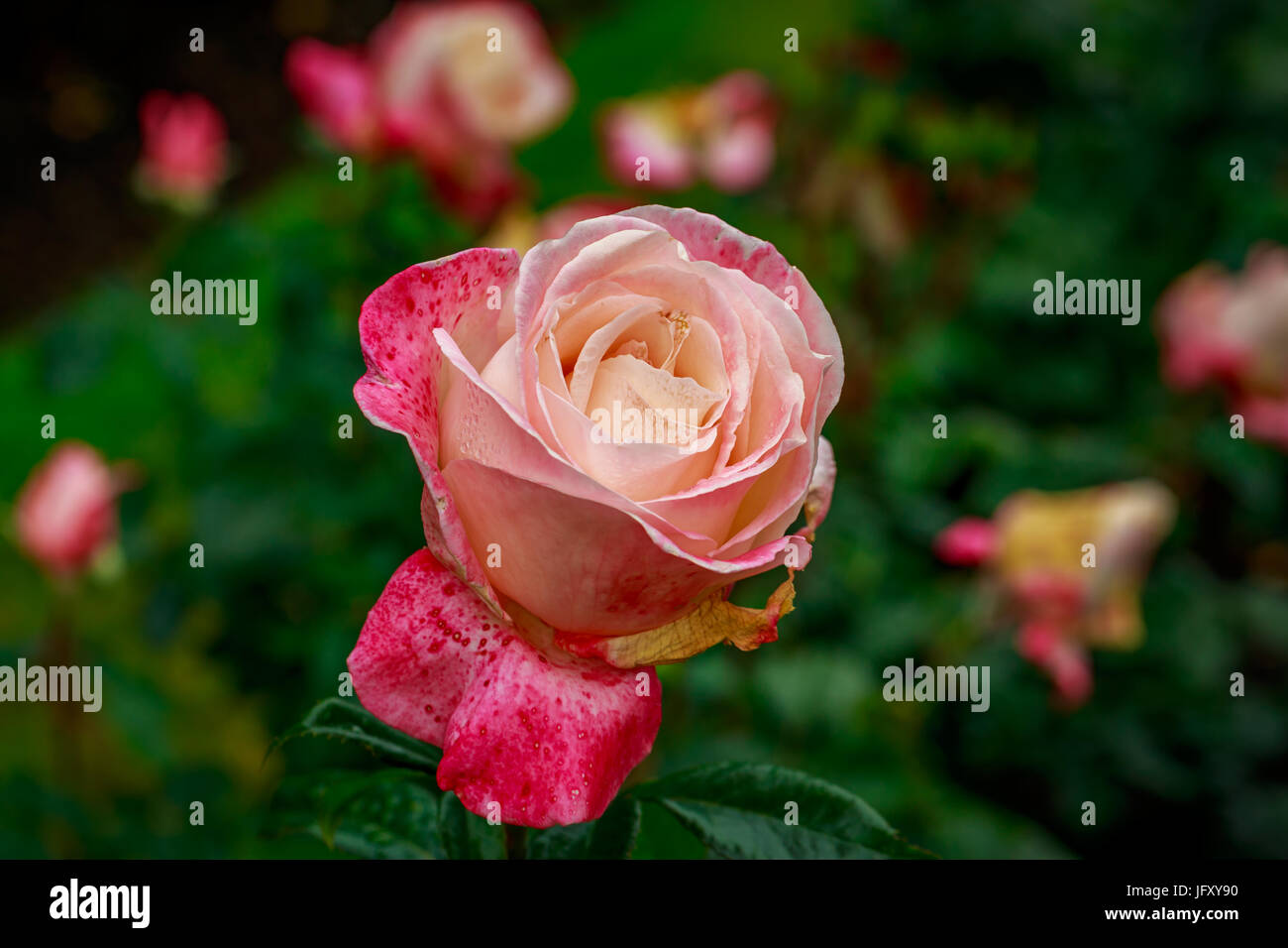 Beautiful rose blooms after rainfall, in Washington Park International ...