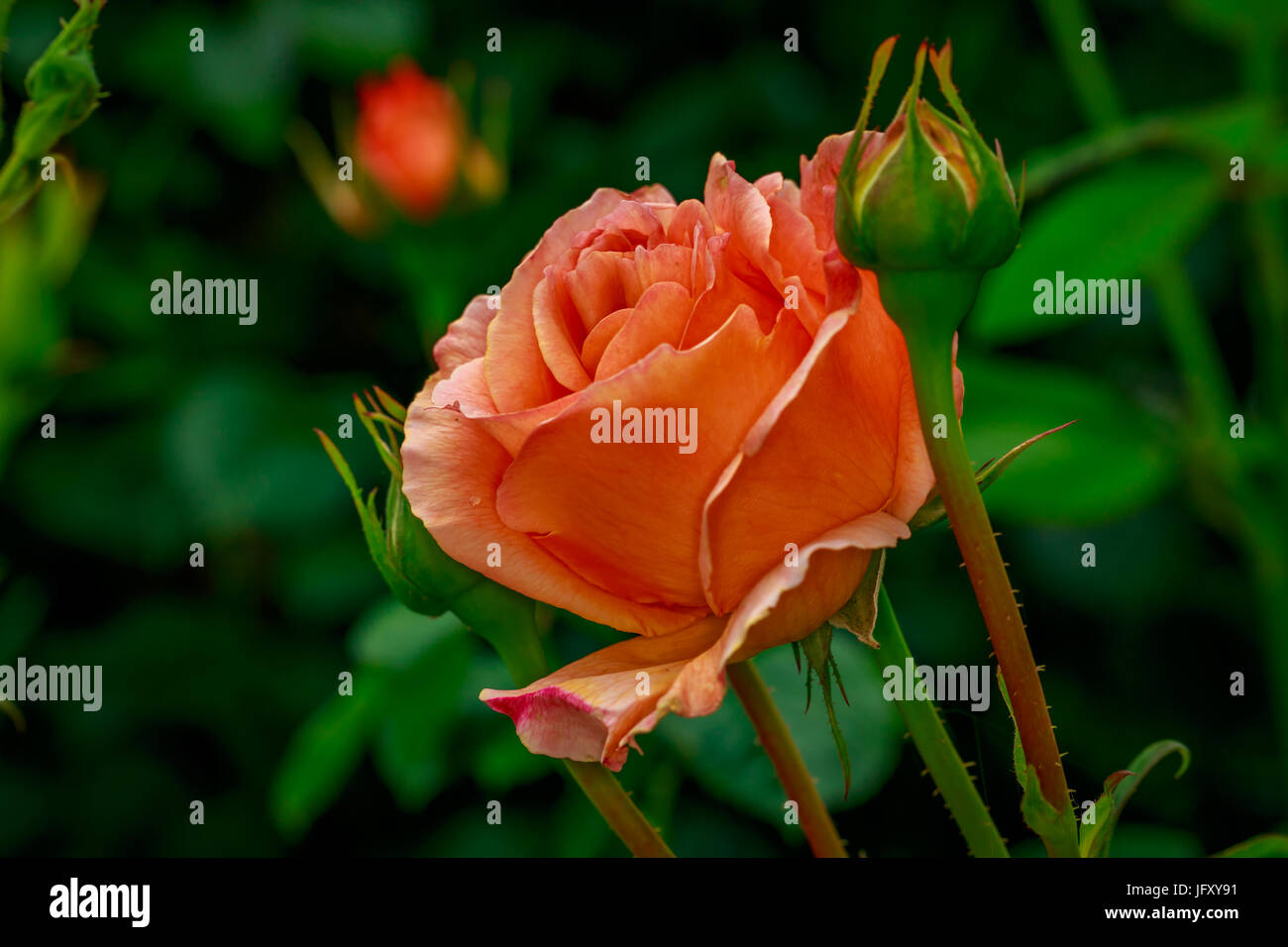 Beautiful rose blooms after rainfall, in Washington Park International ...